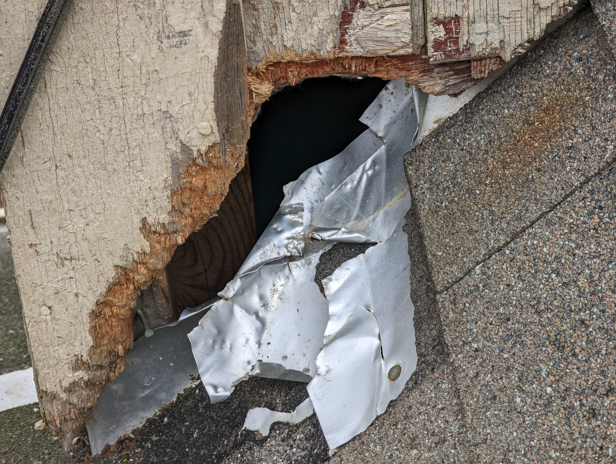 The Dangers of Squirrels - Pestway Wildlife Removal