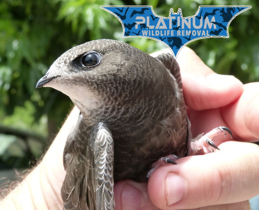 All About Chimney Swifts: How To Get Rid Of These Birds
